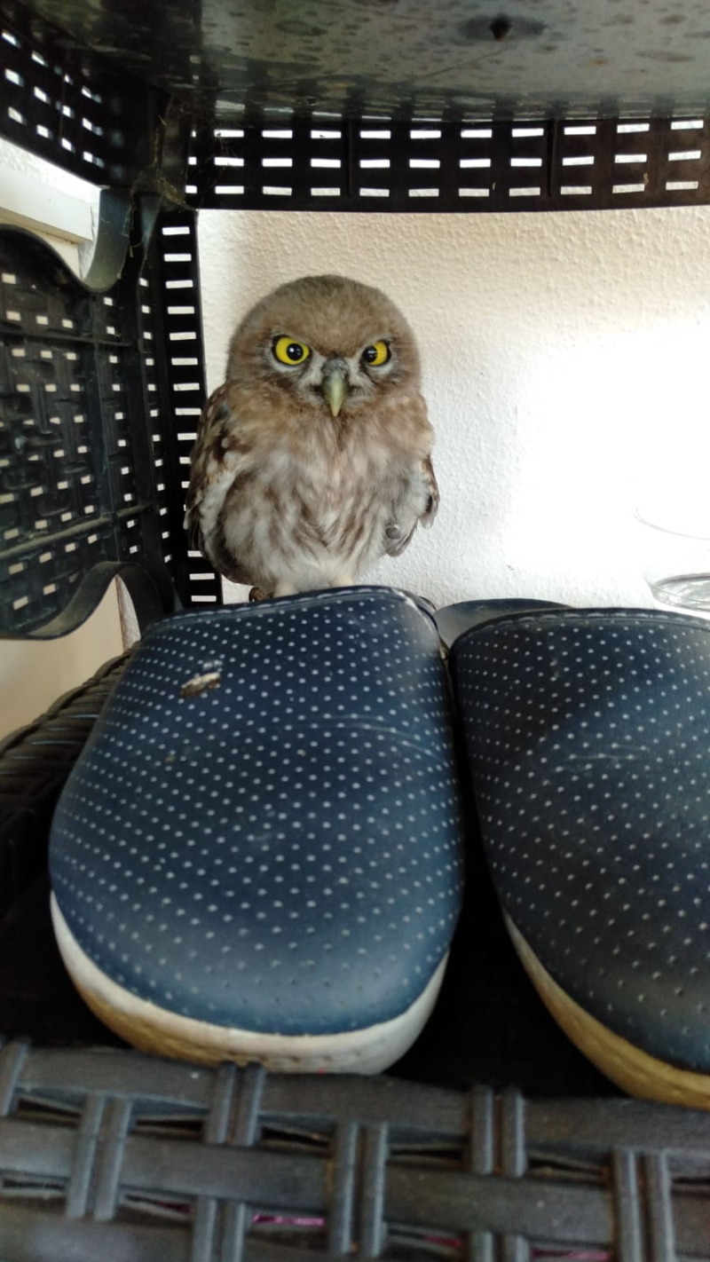 Kukumav Kuşu - Oggito