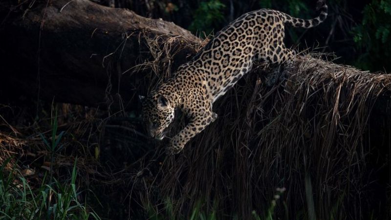 Amazon Ormanları Son 15 yılın En Büyük Kaybını Yaşıyor - Oggito